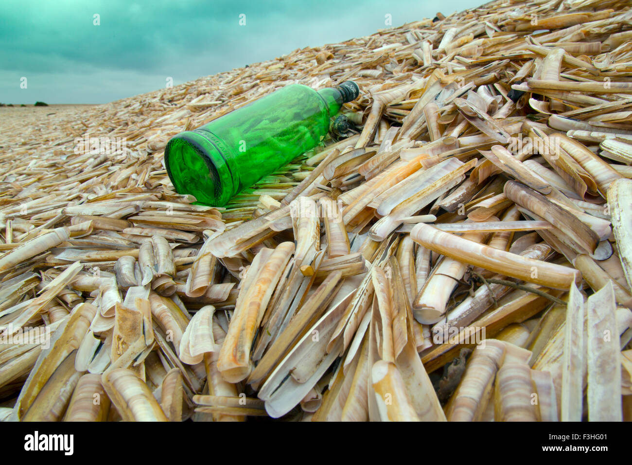 Rasiermesser Shell Ensis Siliqua in Folge der hohen Gezeiten mit ...