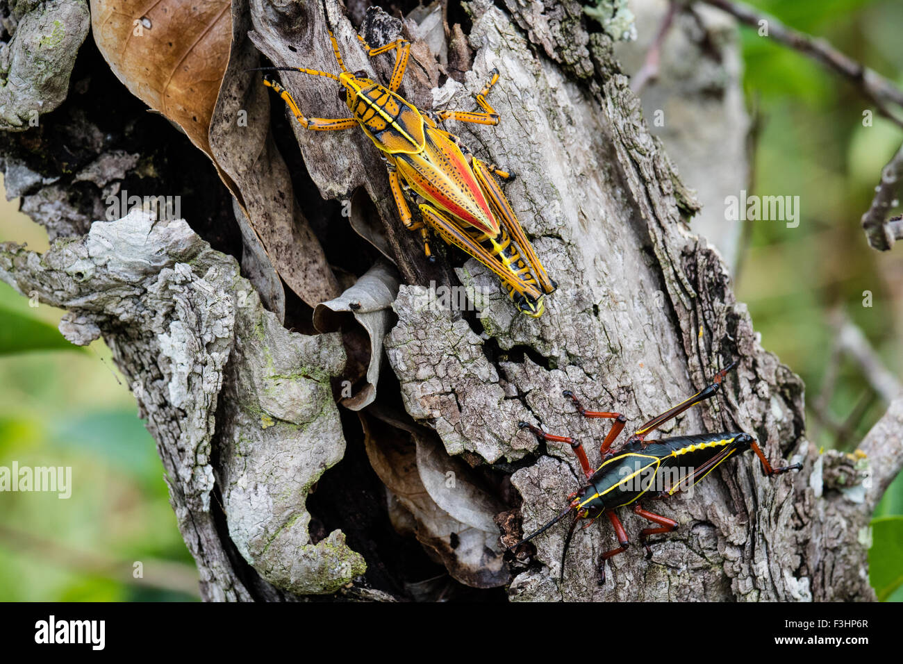 Ein Erwachsener und Nymphe schwarz () Romalea Guttata auf einem Ast ...