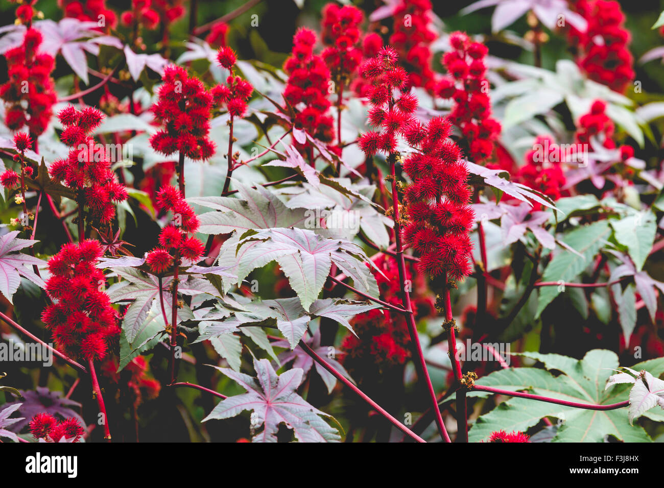 Rizinusöl pflanze -Fotos und -Bildmaterial in hoher Auflösung – Alamy