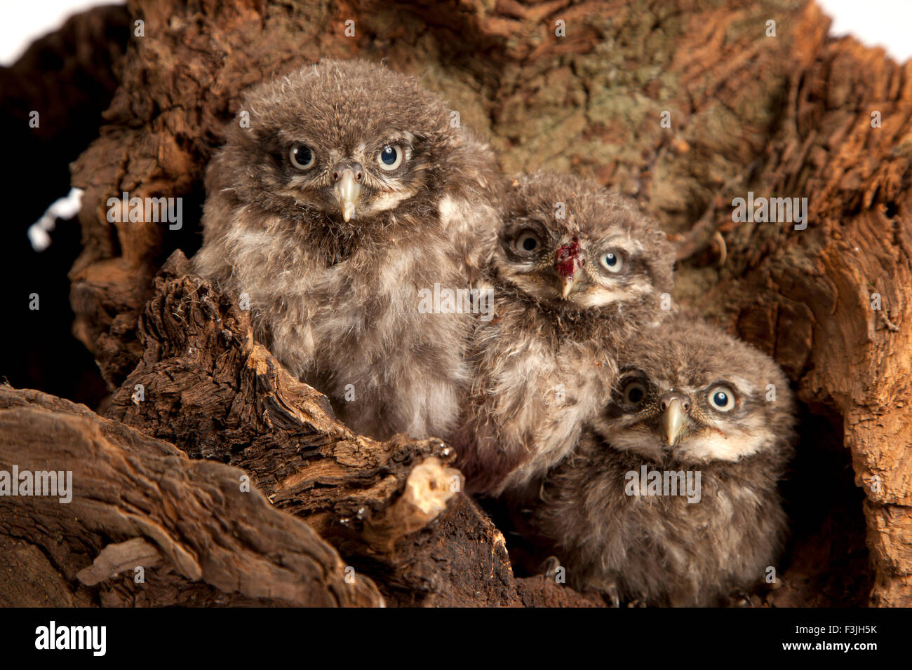 Jugend eulen -Fotos und -Bildmaterial in hoher Auflösung – Alamy