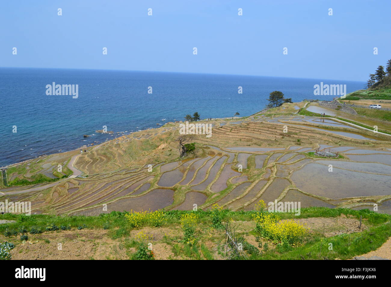 Rice field japan -Fotos und -Bildmaterial in hoher Auflösung – Alamy
