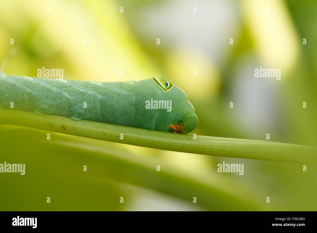 Schwarz getupft raupe -Fotos und -Bildmaterial in hoher Auflösung – Alamy