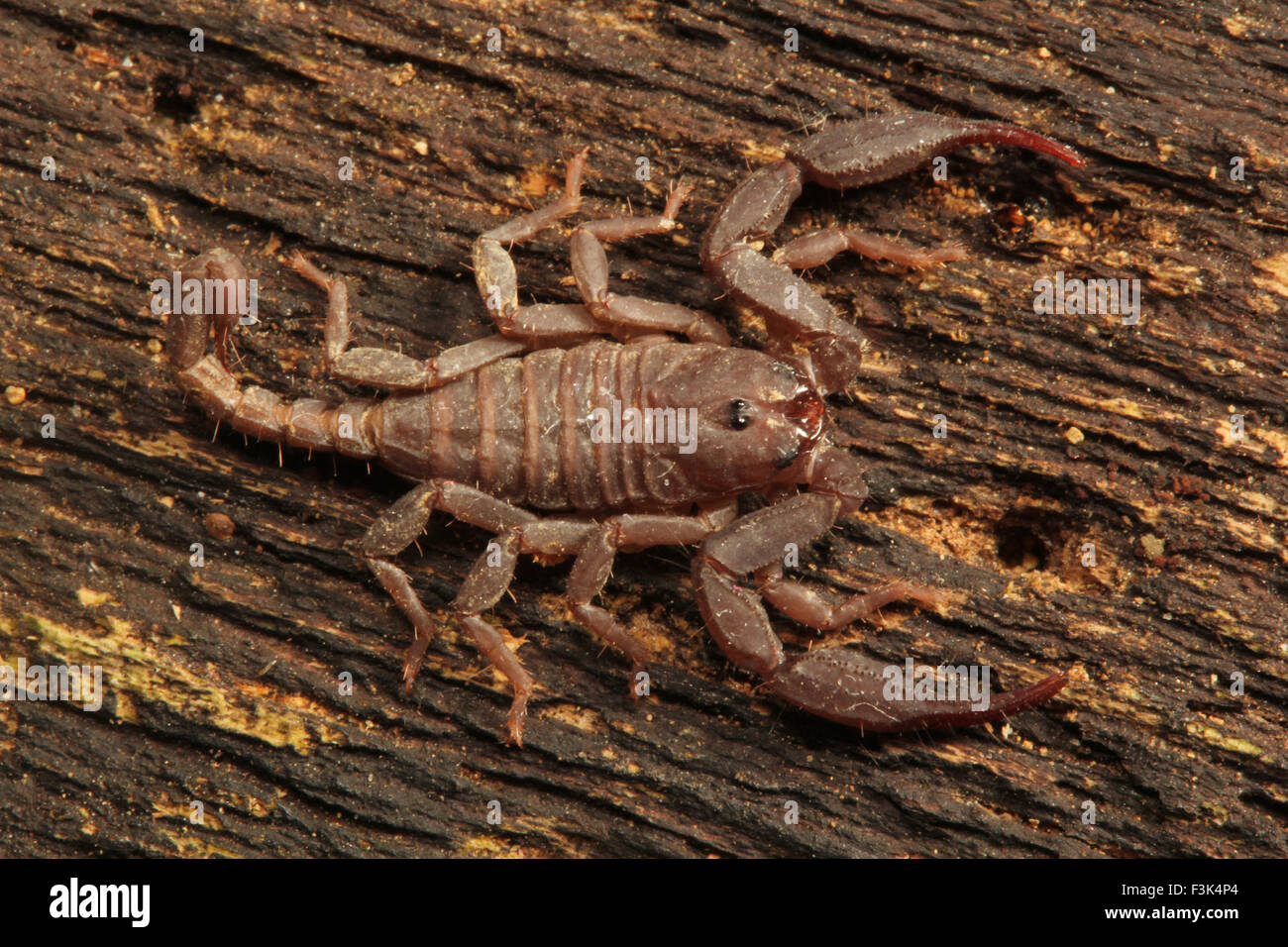 Euscorpiops longimanus -Fotos und -Bildmaterial in hoher Auflösung – Alamy