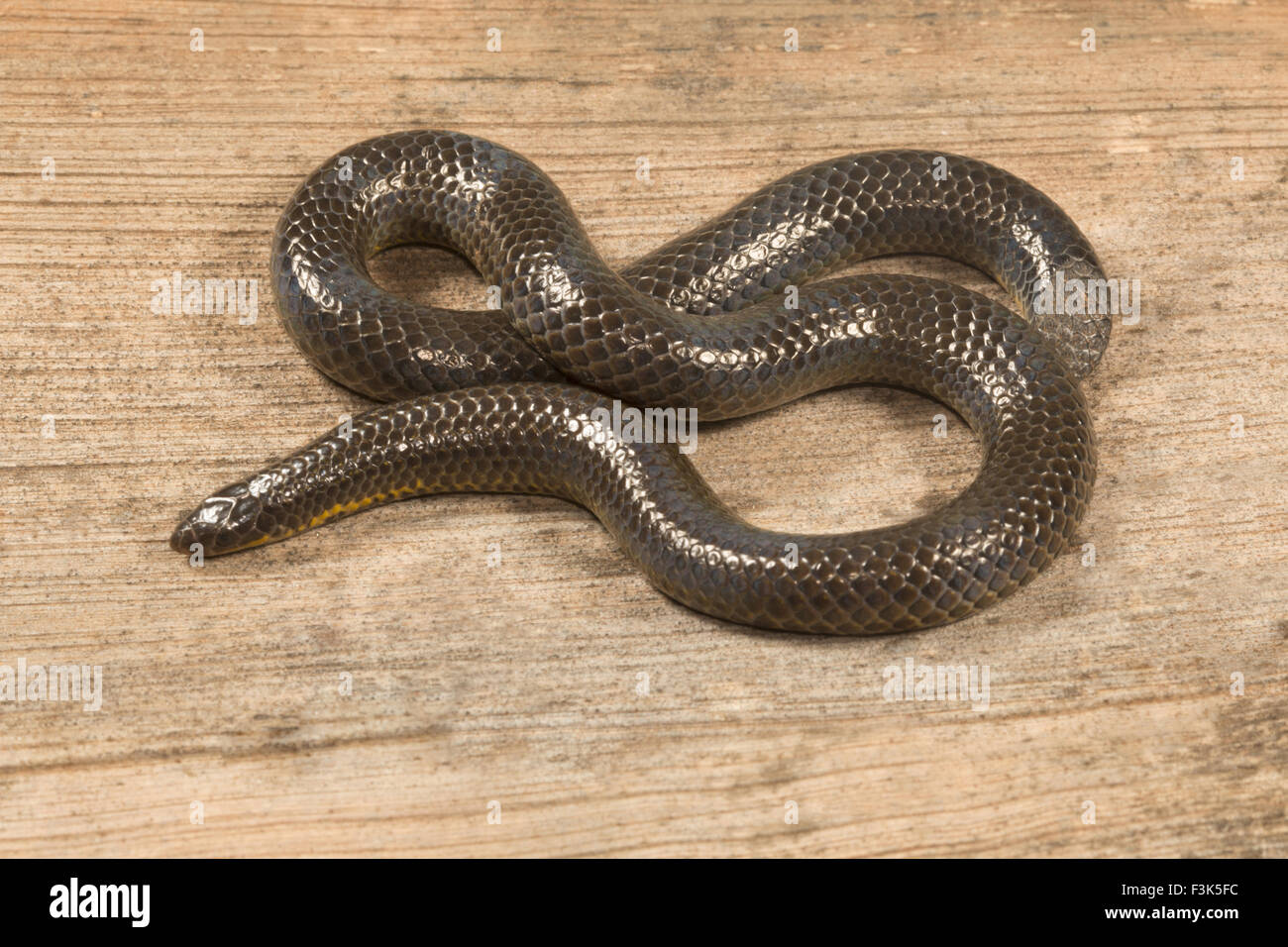 Shieldtail snake -Fotos und -Bildmaterial in hoher Auflösung – Alamy