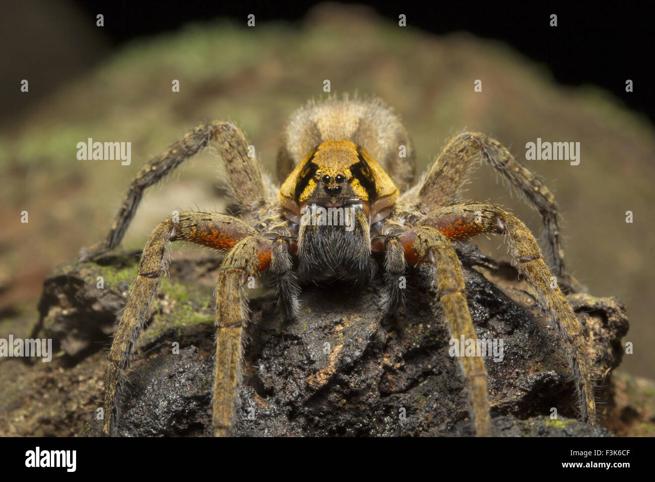 Wanderspinne ctenus sp -Fotos und -Bildmaterial in hoher Auflösung – Alamy