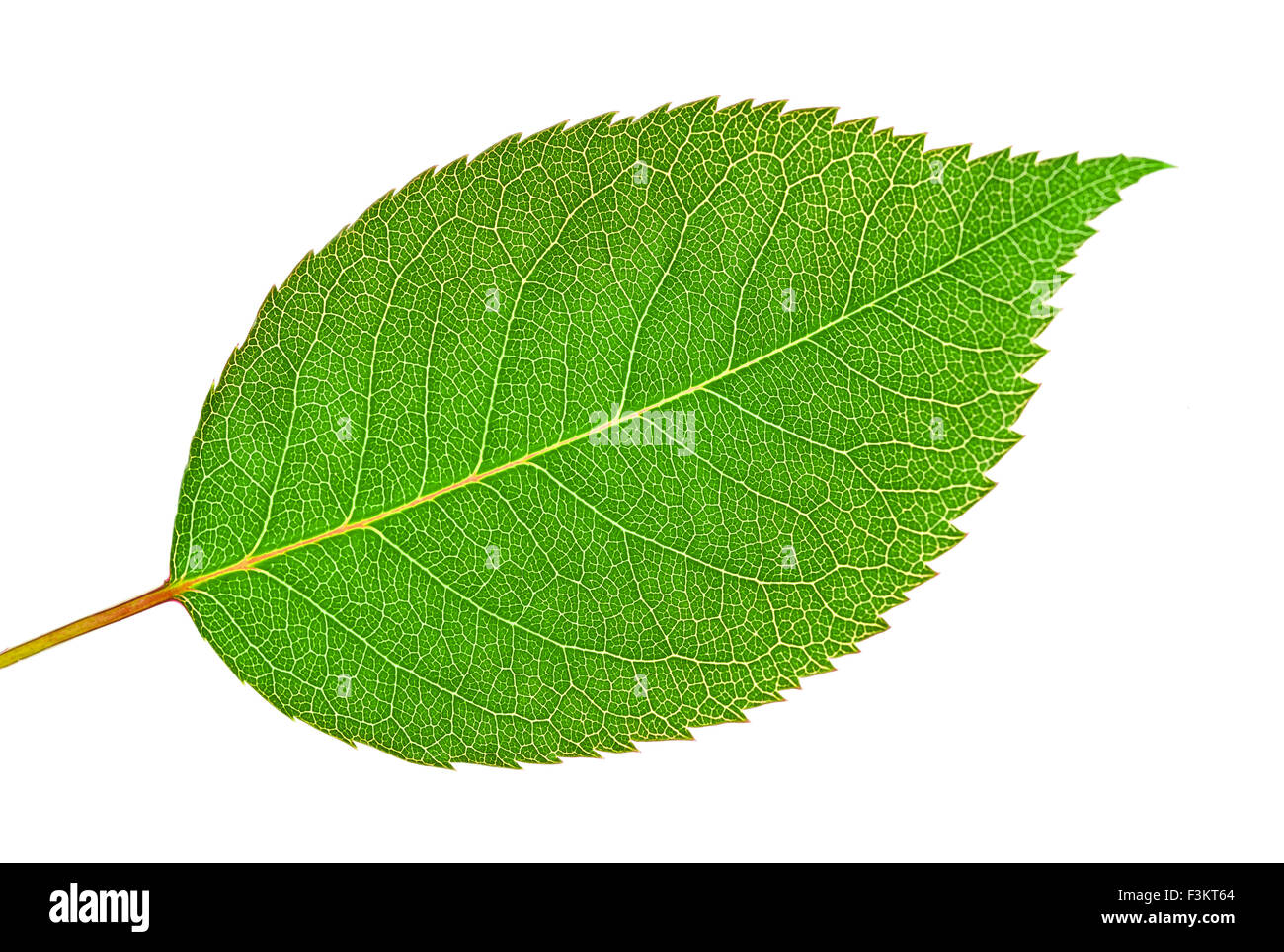 Rose mit blatt -Fotos und -Bildmaterial in hoher Auflösung – Alamy