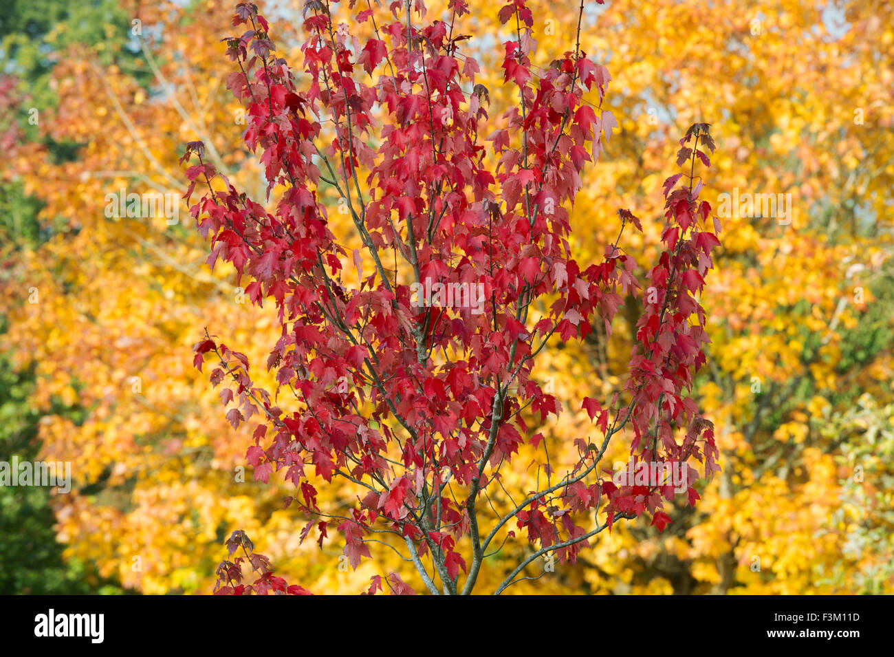 Acer rubrum tree -Fotos und -Bildmaterial in hoher Auflösung – Alamy