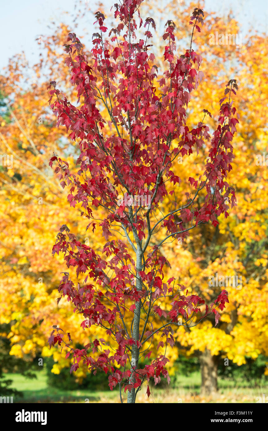 Acer Rubrum. Rot-Ahorn-Baum im Herbst. UK Stockfotografie - Alamy