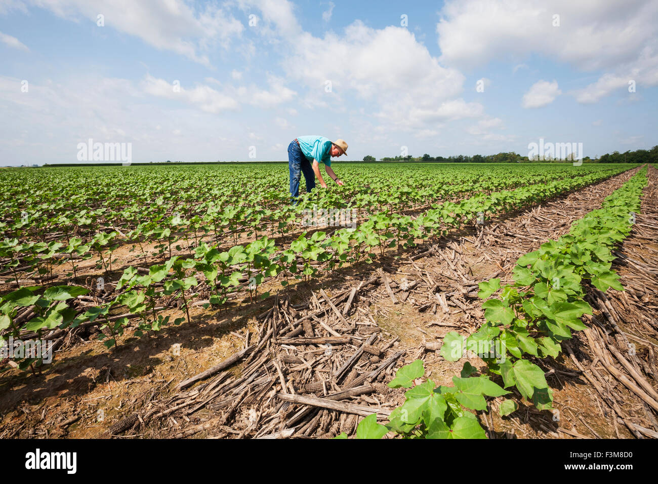 Working in cotton field usa -Fotos und -Bildmaterial in hoher Auflösung ...