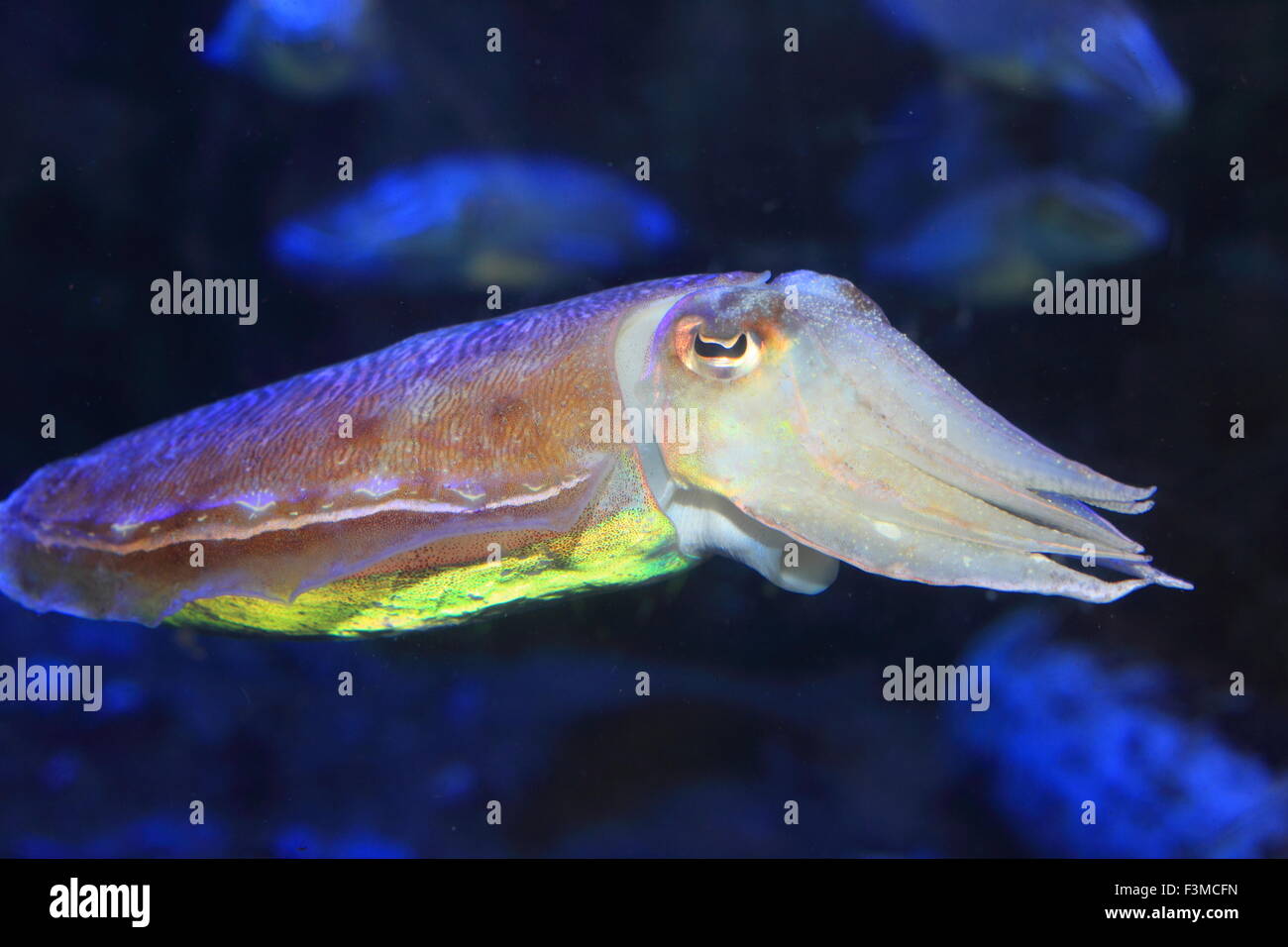 Sepia esculenta -Fotos und -Bildmaterial in hoher Auflösung – Alamy