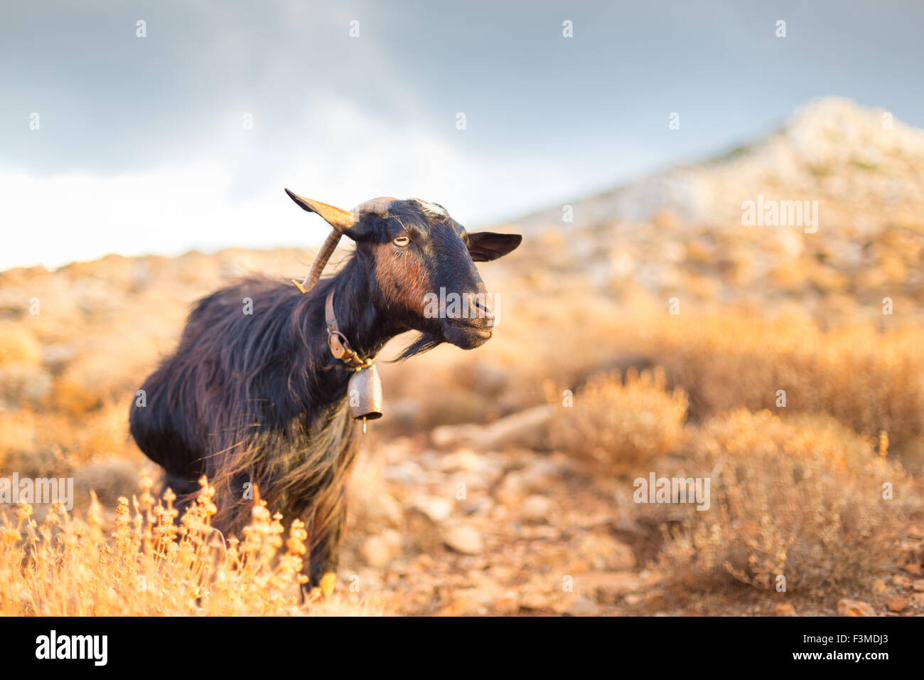 Ziege in den wolken -Fotos und -Bildmaterial in hoher Auflösung – Alamy