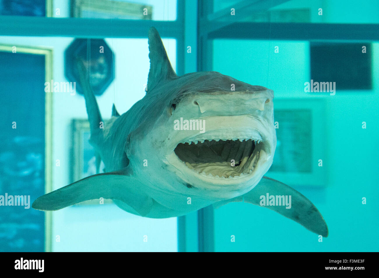 Formaldehyde shark -Fotos und -Bildmaterial in hoher Auflösung – Alamy