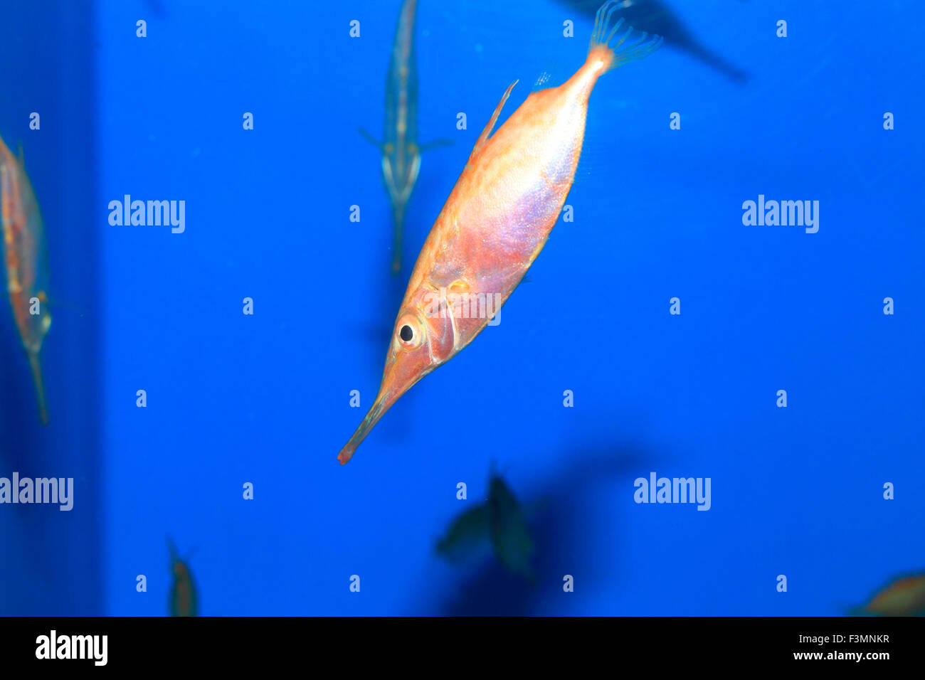 Longspine Snipefish (Macroramphosus Scolopax) in Japan Stockfotografie ...