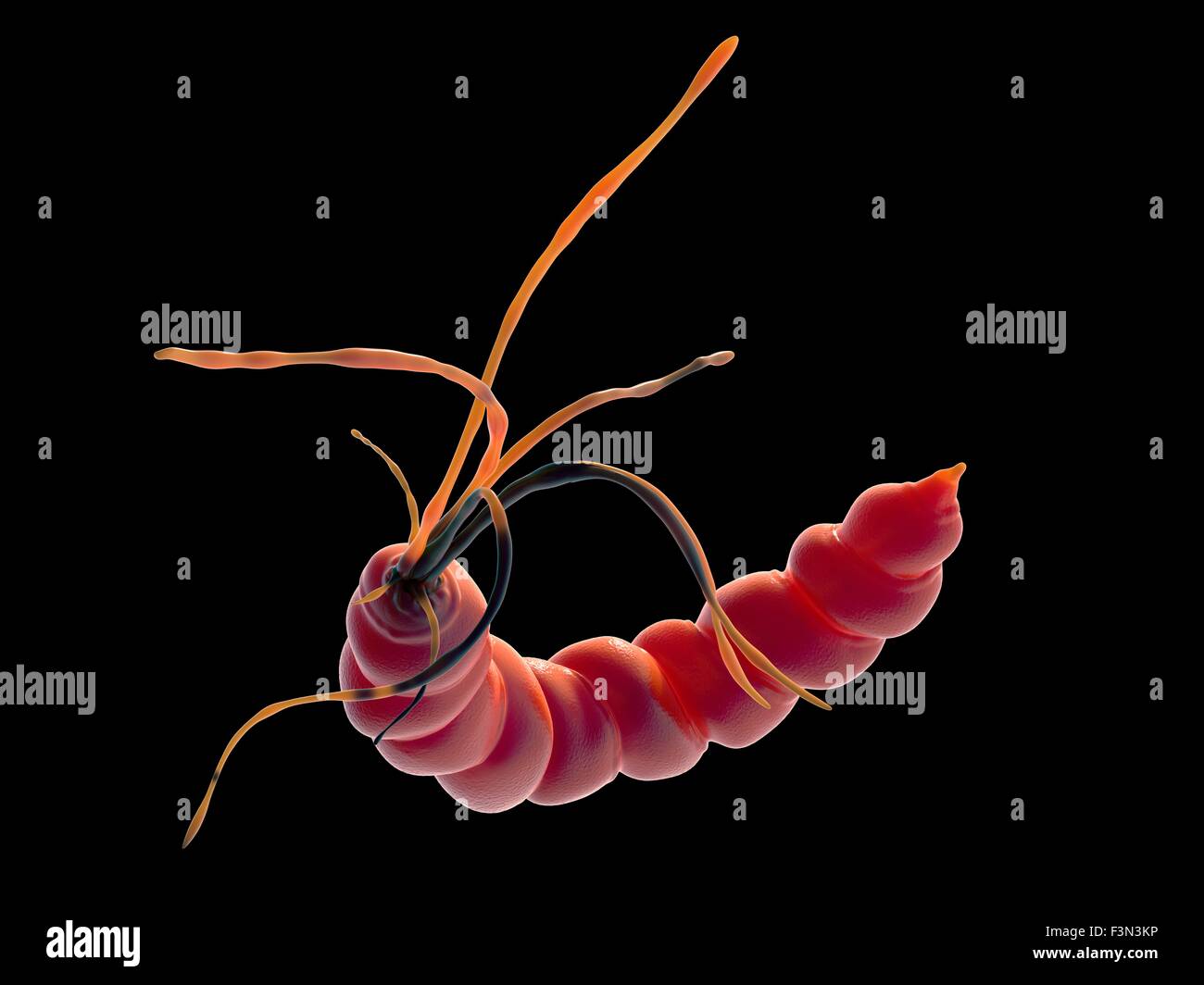 Campylobacter pylori -Fotos und -Bildmaterial in hoher Auflösung – Alamy