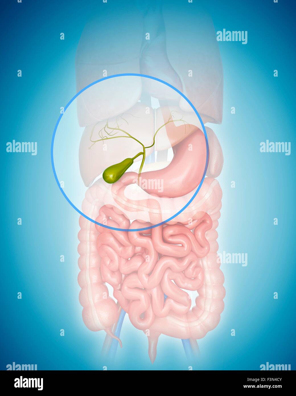 Menschliche Gallenblase, Abbildung Stockfotografie - Alamy