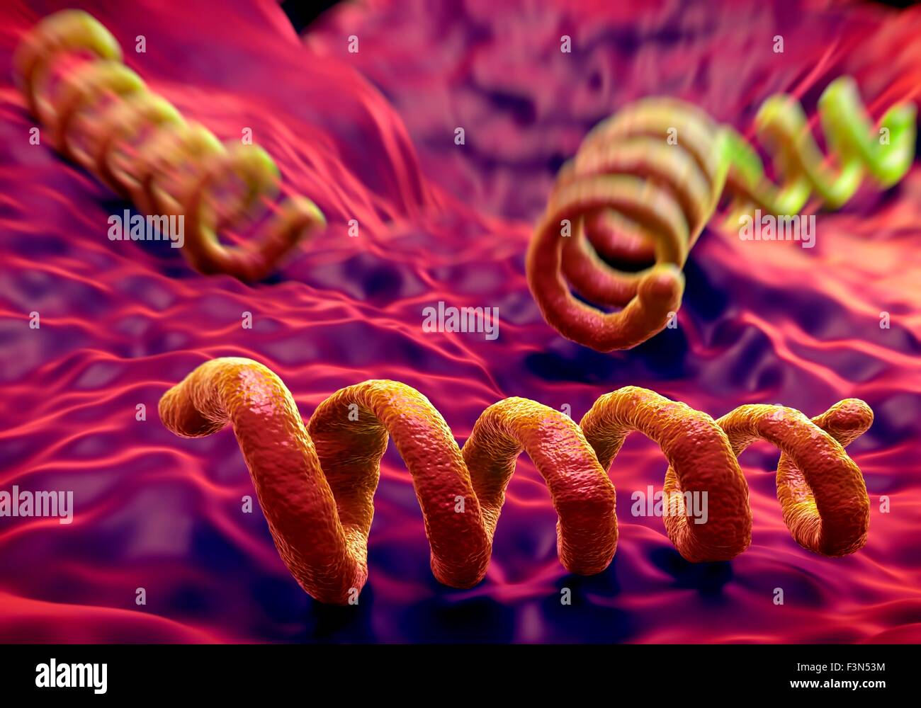 Syphilis bacteria -Fotos und -Bildmaterial in hoher Auflösung – Alamy