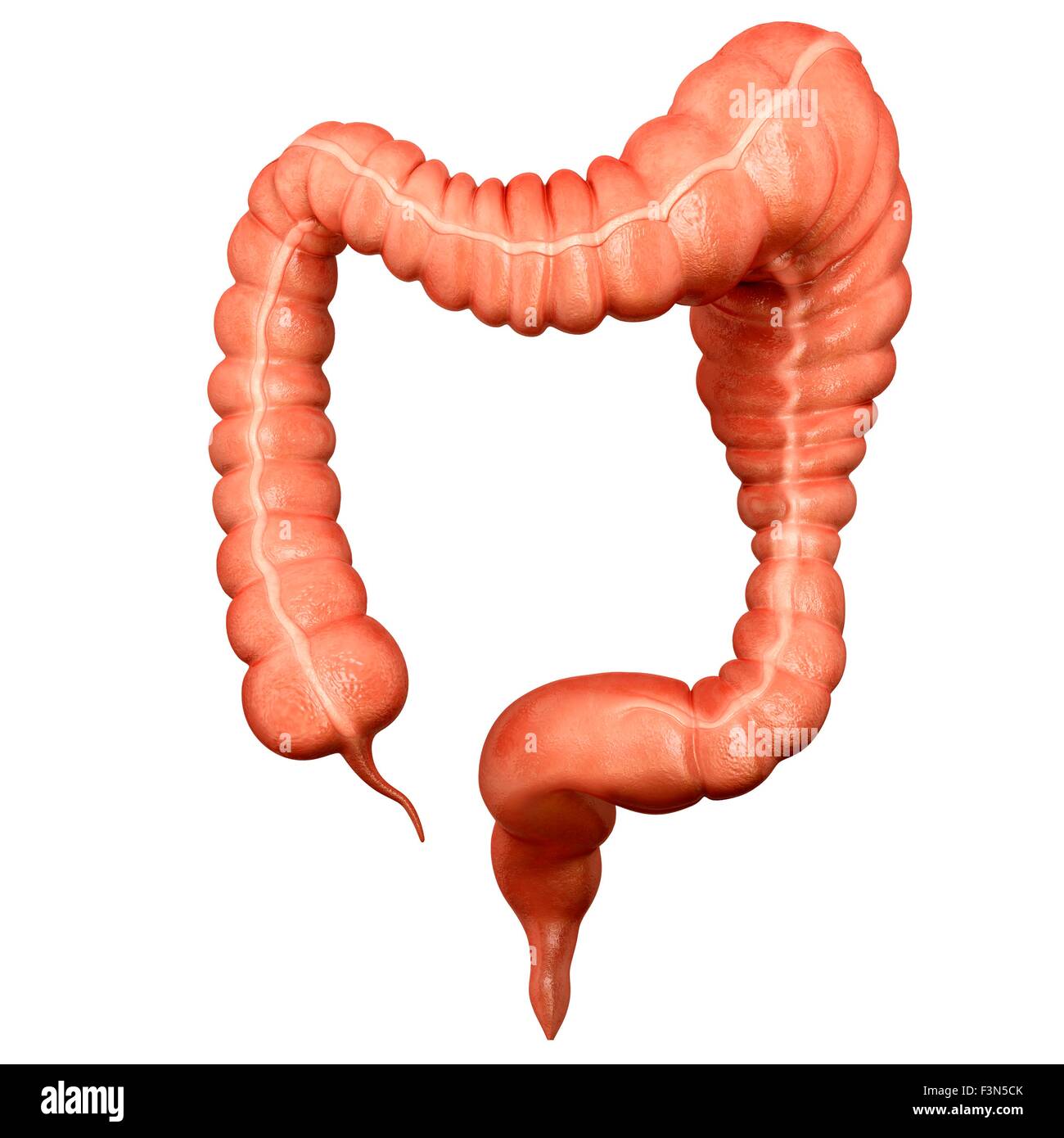 Human megacolon -Fotos und -Bildmaterial in hoher Auflösung – Alamy