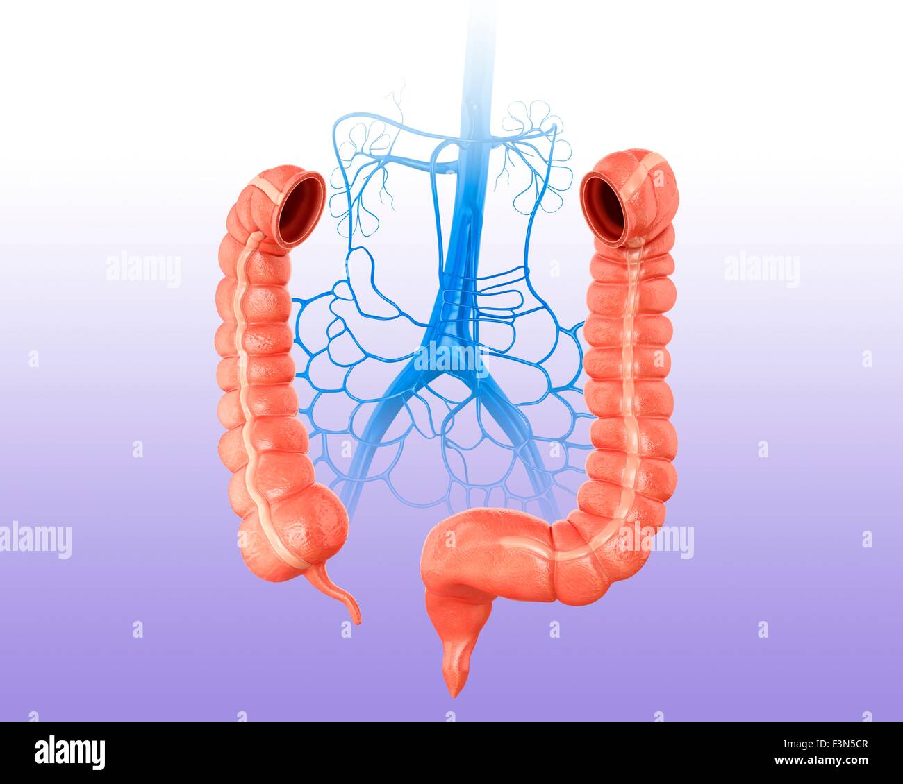 Menschlicher dickdarm und venen -Fotos und -Bildmaterial in hoher ...