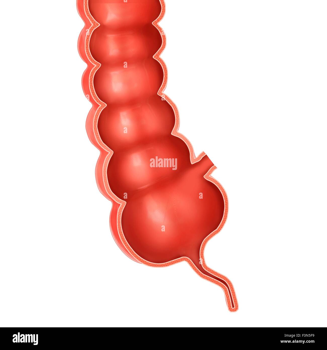 Anatomie des menschen blinddarm -Fotos und -Bildmaterial in hoher ...