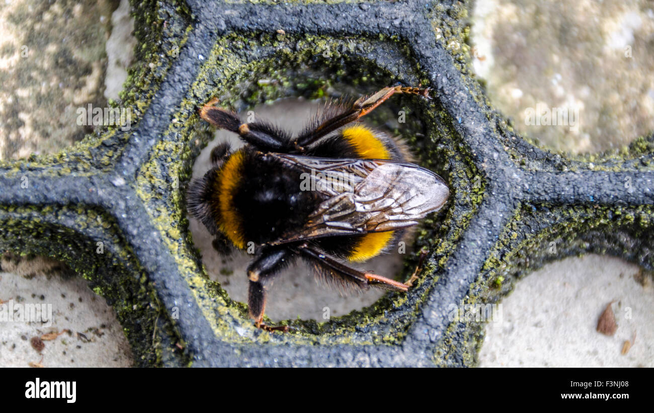 Makro Nahaufnahme von Biene von oben innerhalb einer Wabe geformt ...