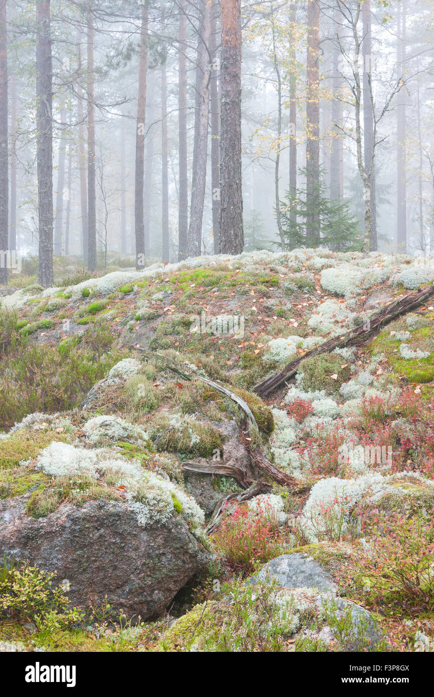 Moos und gras -Fotos und -Bildmaterial in hoher Auflösung – Alamy