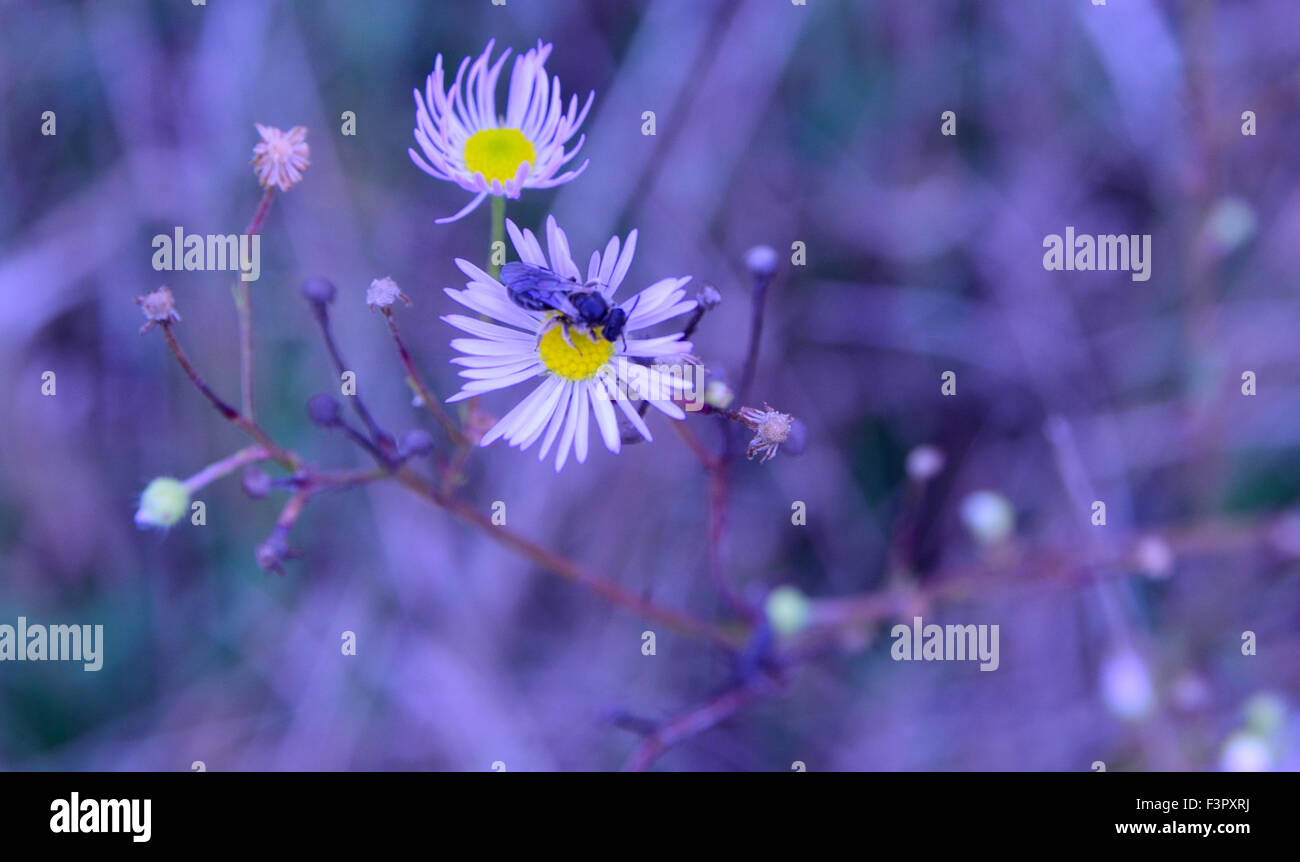 Gelbes insekt und lila blüten -Fotos und -Bildmaterial in hoher Auflösung – Alamy