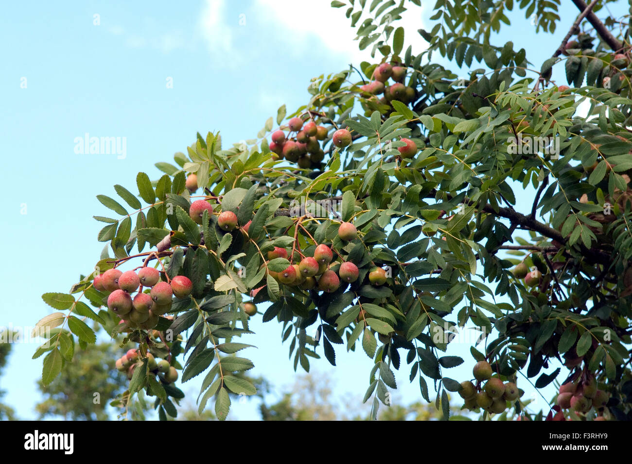 Speierling; Sorbus; Domestica Stockfotografie - Alamy