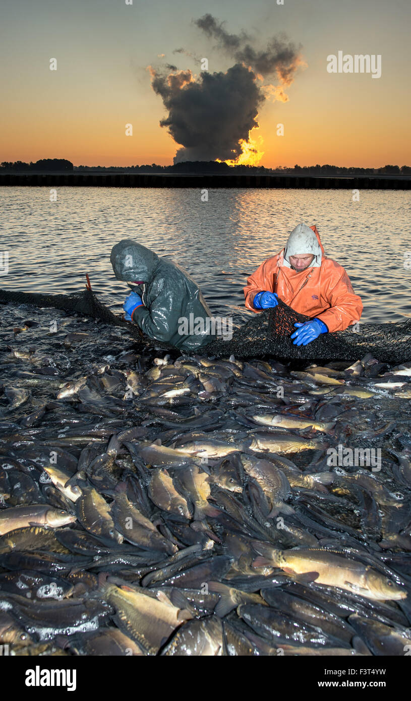 Peitz, Deutschland. 12. Oktober 2015. Mitarbeiter am Peitzer Edelfisch ...