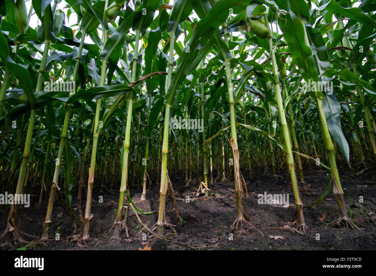 Mais wurzeln -Fotos und -Bildmaterial in hoher Auflösung – Alamy