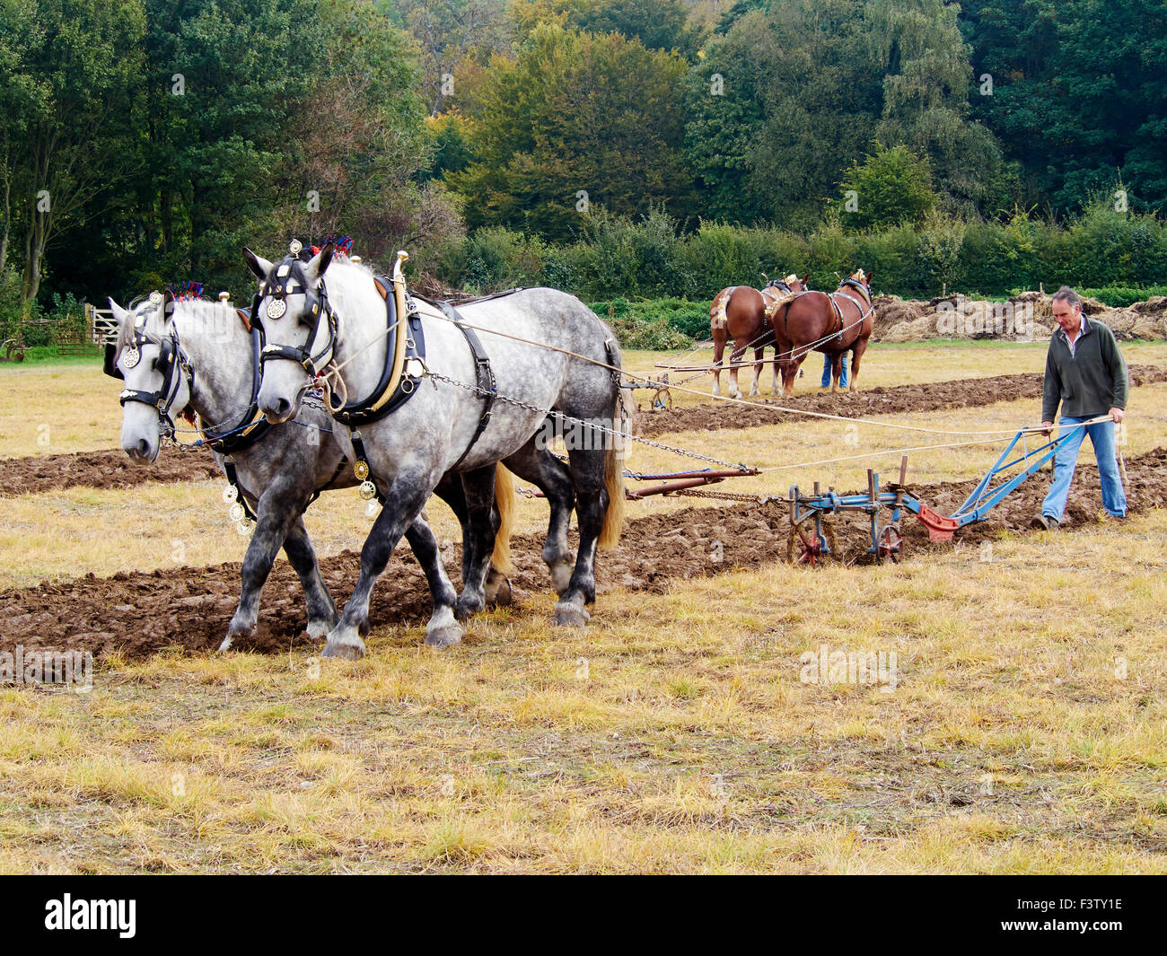 Pferde team percheron pferde -Fotos und -Bildmaterial in hoher ...