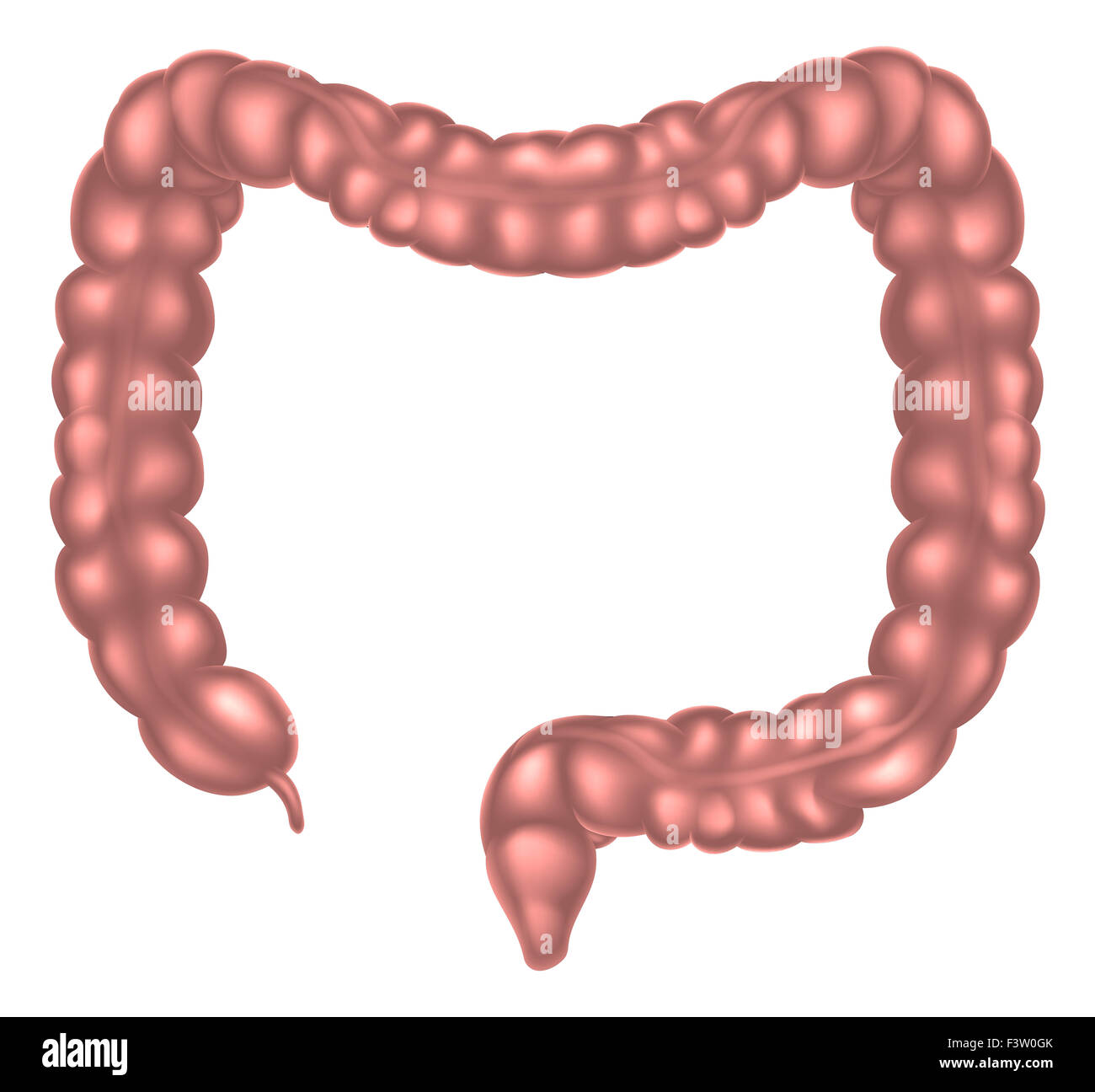 Eine Abbildung des Dickdarms aus dem menschlichen Verdauungstrakt ...