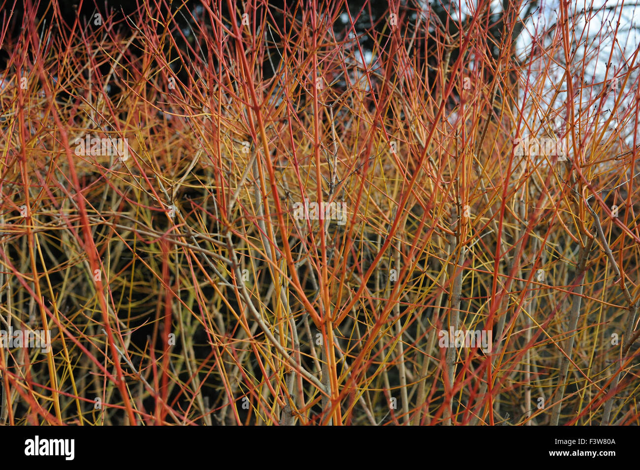Zweige verschlungen -Fotos und -Bildmaterial in hoher Auflösung – Alamy