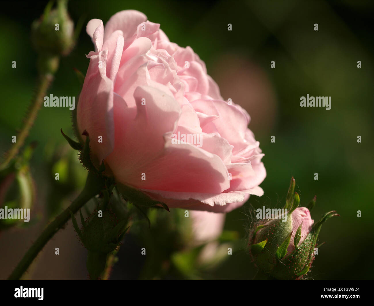 Rose Rosa Eva Stockfotos und -bilder Kaufen - Alamy
