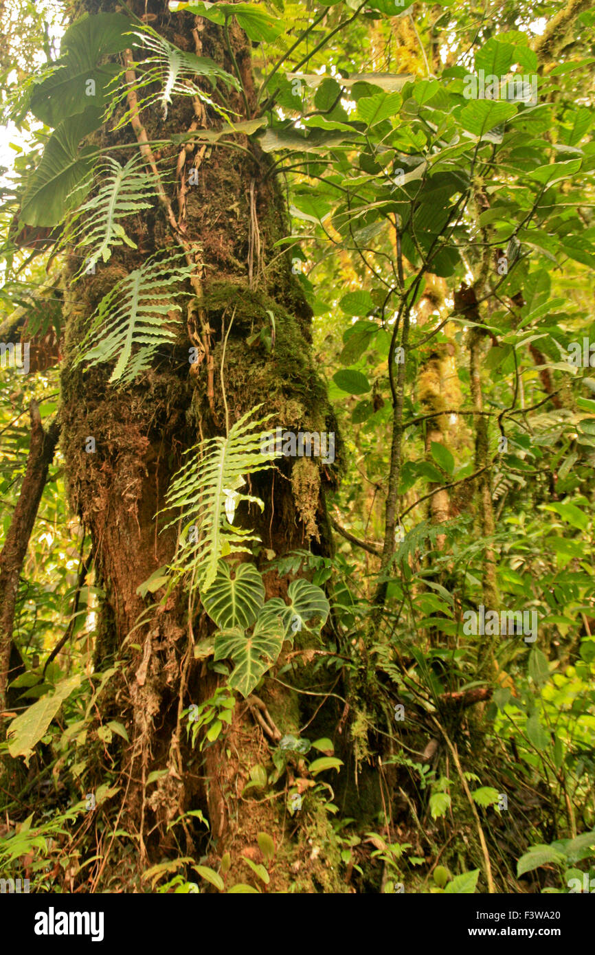 Rain Forest Amazonas Stockfotos und -bilder Kaufen - Alamy