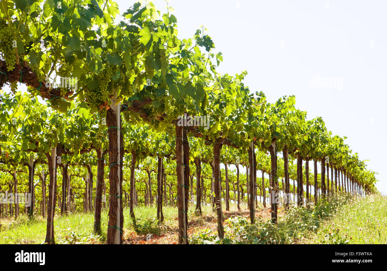 Weinreben bauernhof -Fotos und -Bildmaterial in hoher Auflösung – Alamy