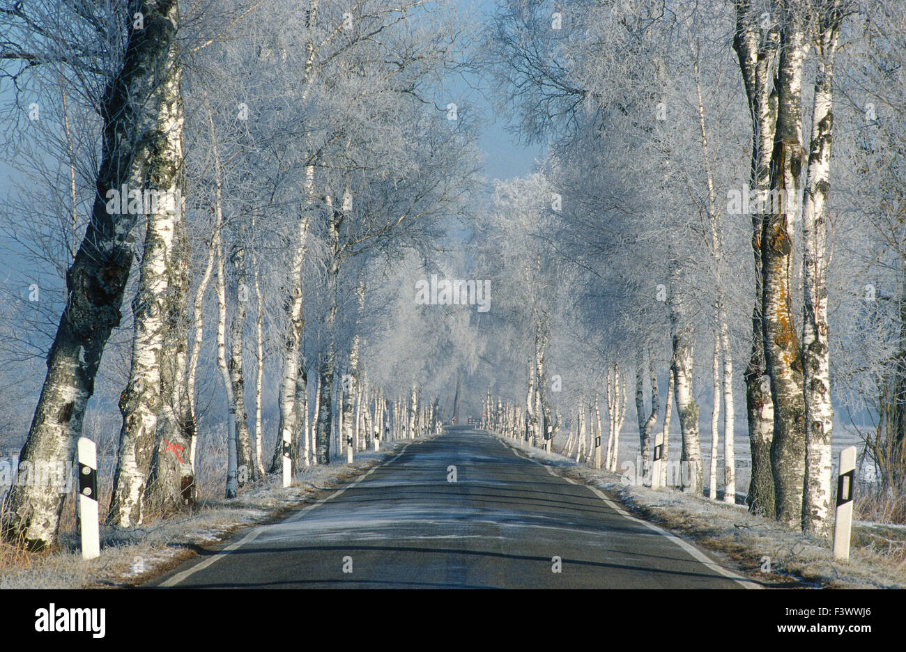 Birch avenue -Fotos und -Bildmaterial in hoher Auflösung – Alamy