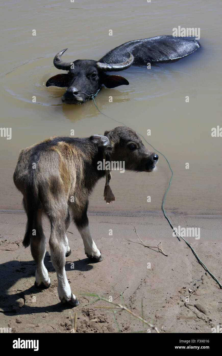 Menschliches kalb -Fotos und -Bildmaterial in hoher Auflösung – Alamy
