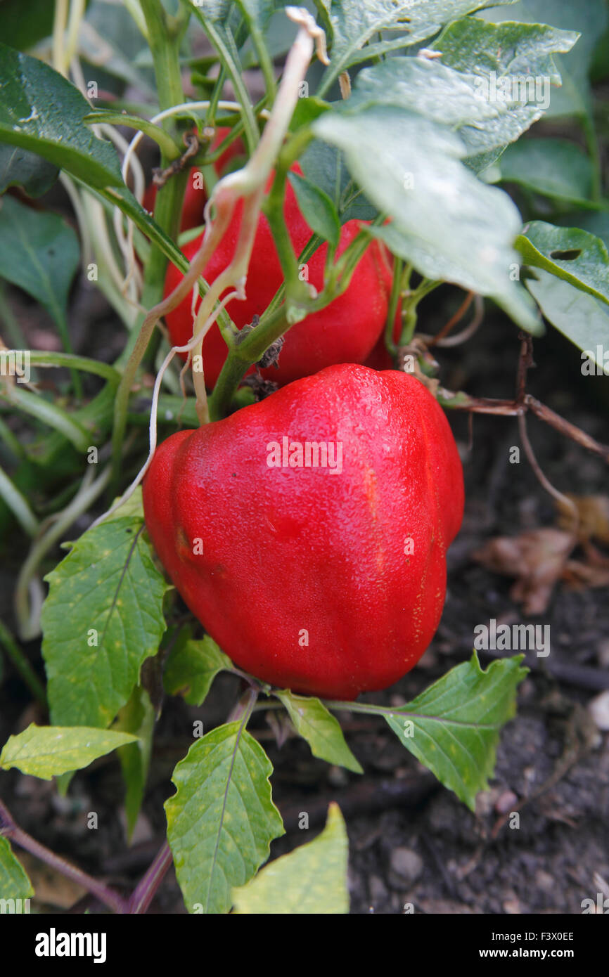 Pfeffer nahaufnahme -Fotos und -Bildmaterial in hoher Auflösung – Alamy