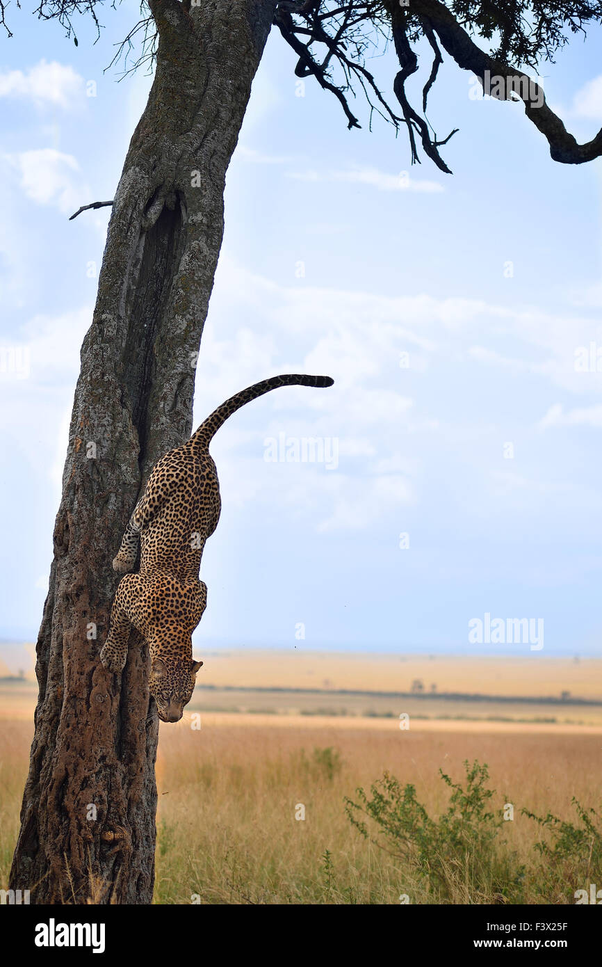 Leoparden silhouette -Fotos und -Bildmaterial in hoher Auflösung ...