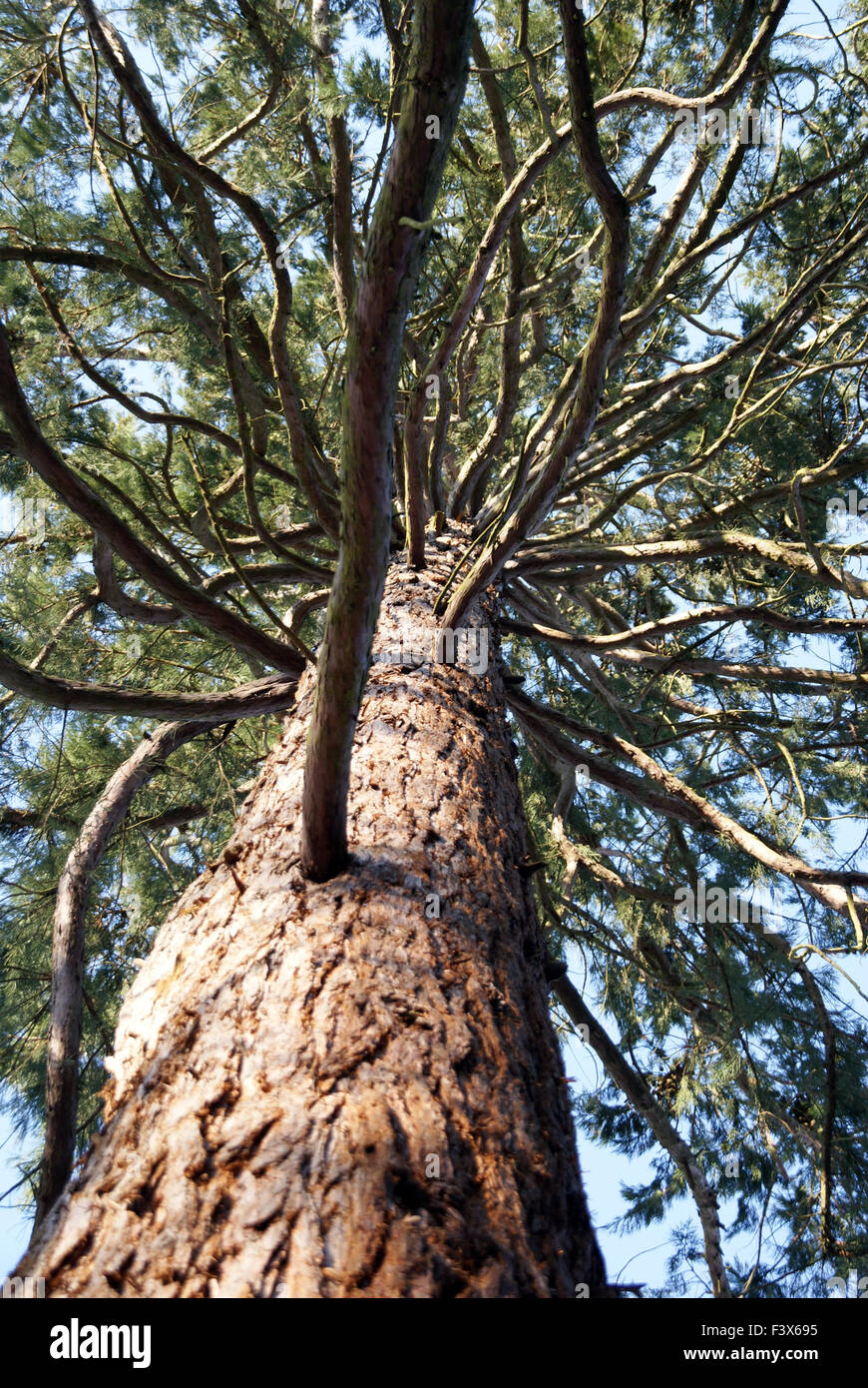 Mammut tree -Fotos und -Bildmaterial in hoher Auflösung – Alamy