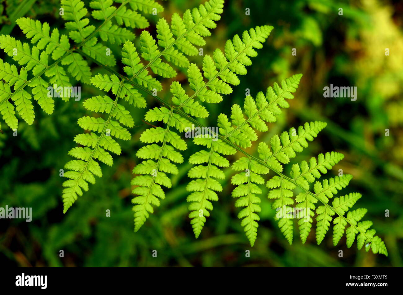 Farn in einem wald -Fotos und -Bildmaterial in hoher Auflösung – Alamy