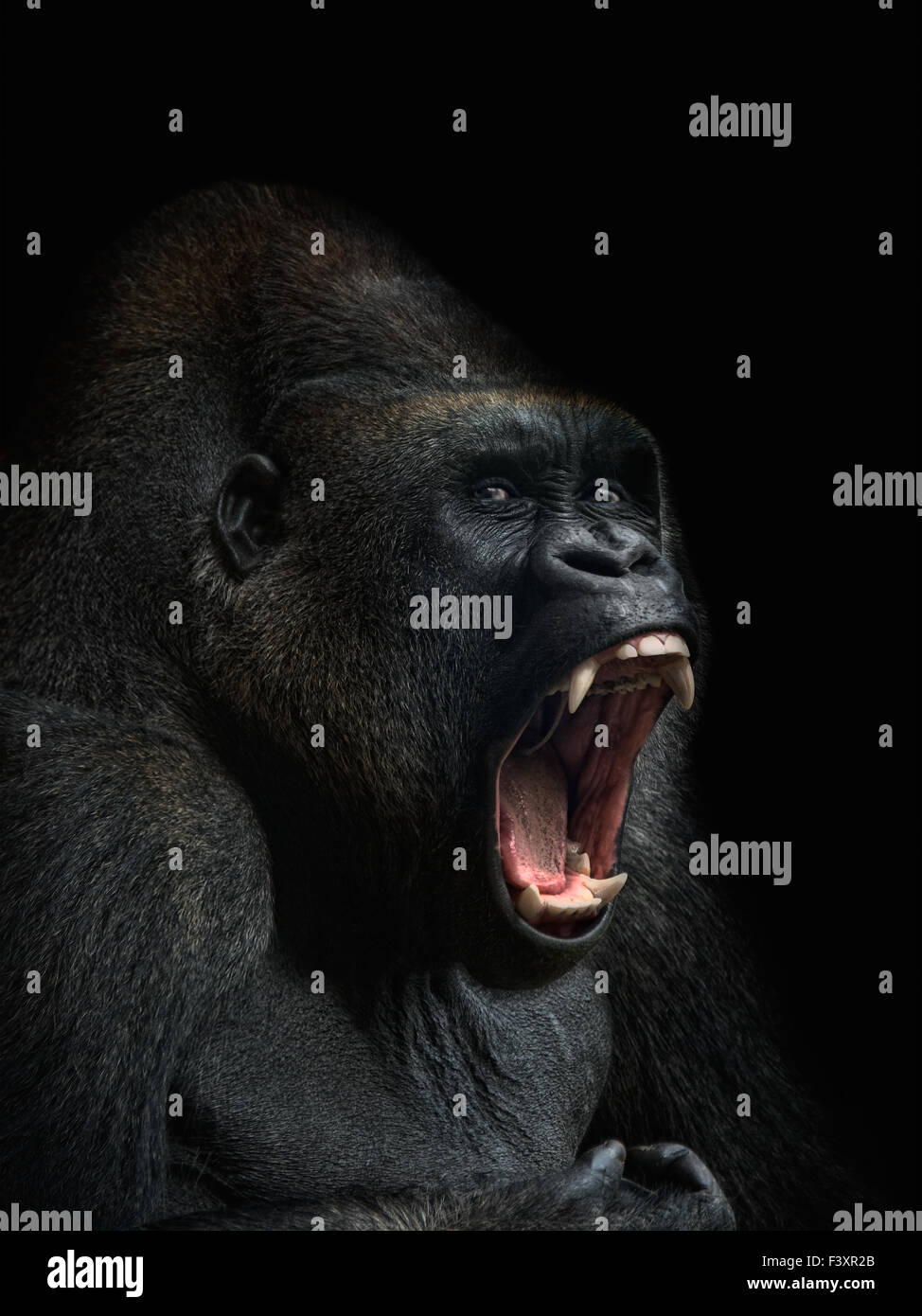 Gorilla teeth -Fotos und -Bildmaterial in hoher Auflösung – Alamy