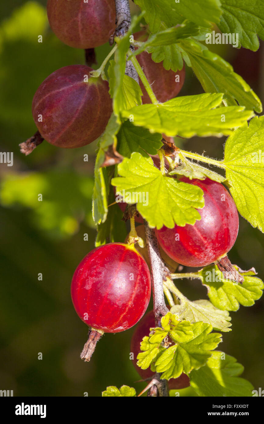 Stachelbeeren ribes grossularia -Fotos und -Bildmaterial in hoher ...