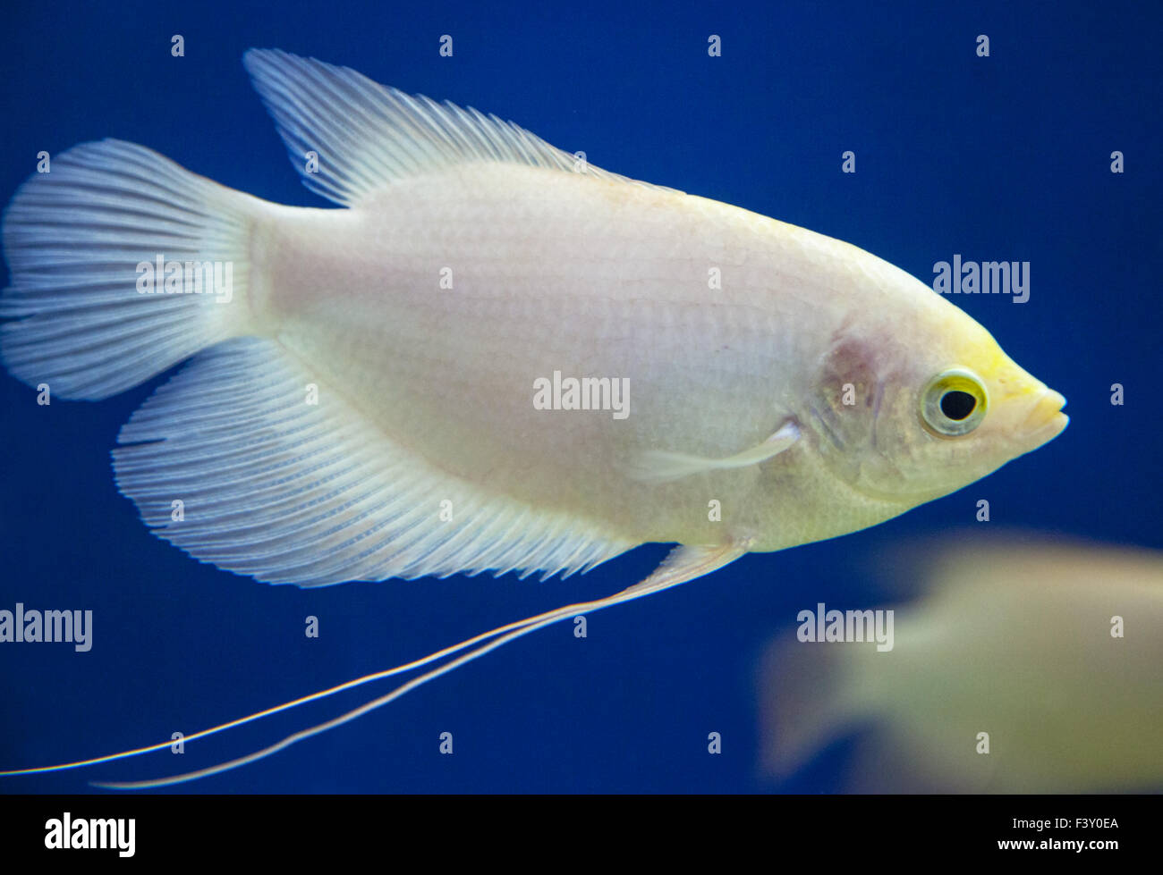 Zier aquarienfische -Fotos und -Bildmaterial in hoher Auflösung – Alamy