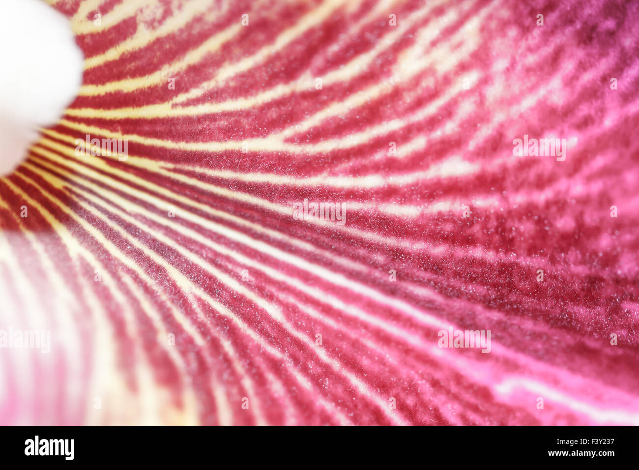 Ruby Lipped Cattleya Stockfotos und -bilder Kaufen - Alamy