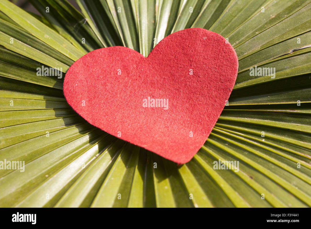 Blatt Herzformig Gezackt