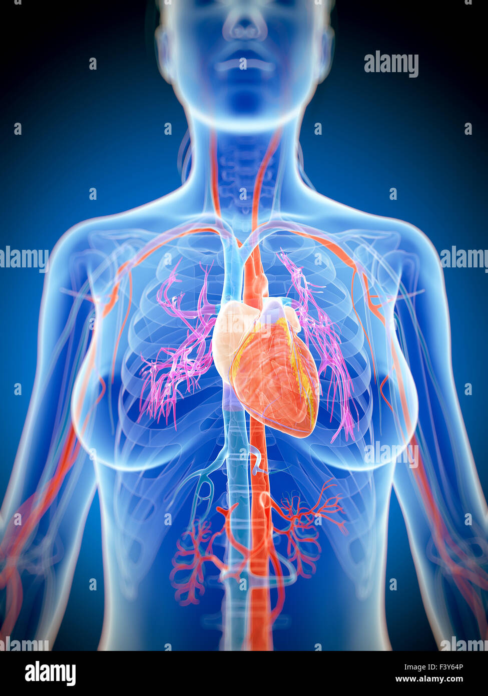 Female circulatory system -Fotos und -Bildmaterial in hoher Auflösung ...