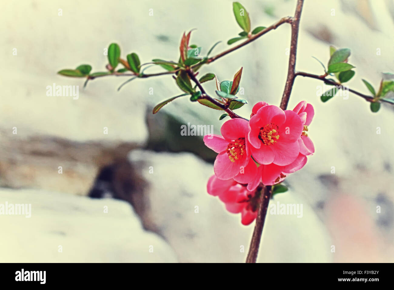 Japanese zierquitte -Fotos und -Bildmaterial in hoher Auflösung – Alamy