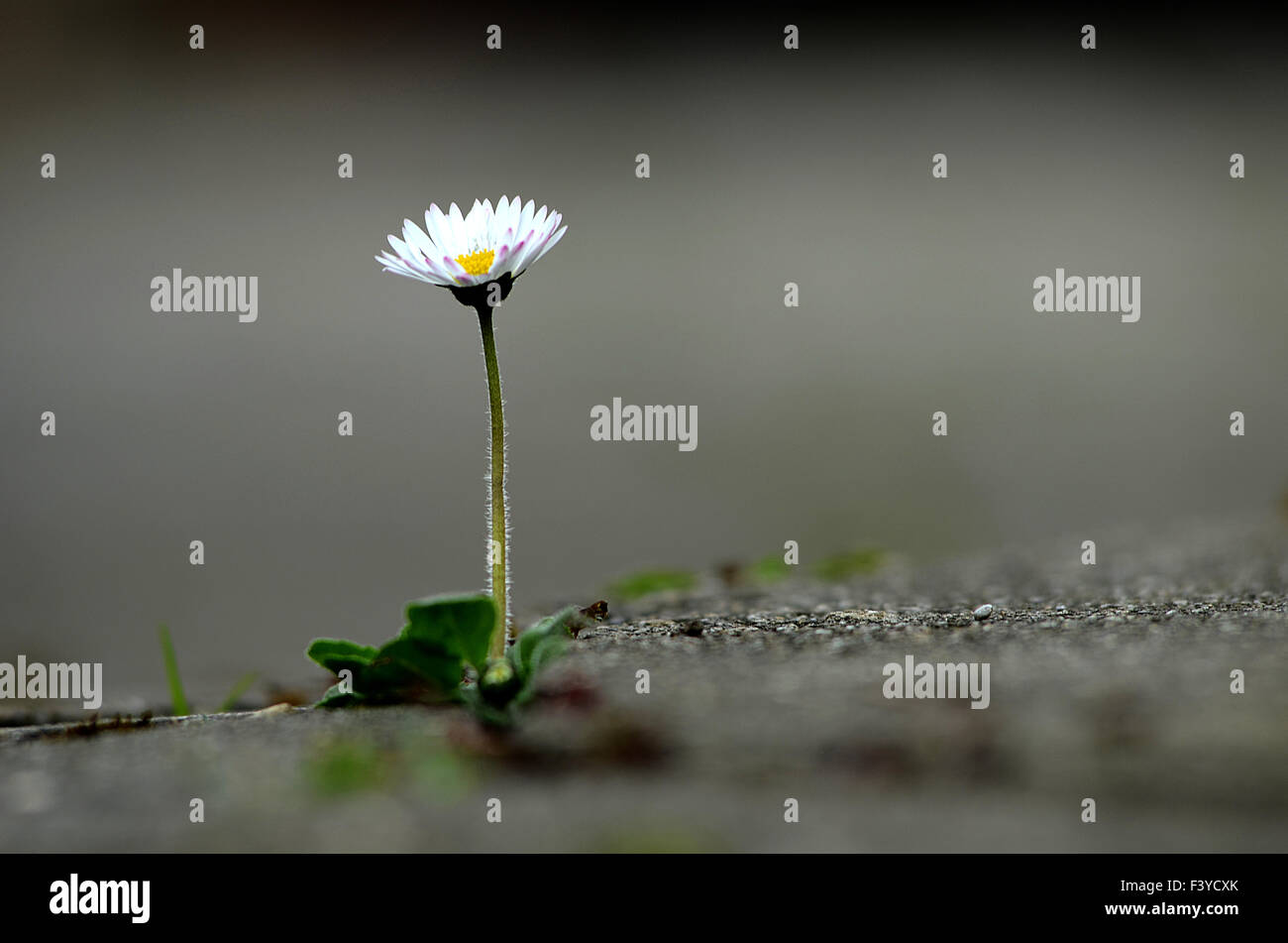 Daisy flower -Fotos und -Bildmaterial in hoher Auflösung – Alamy