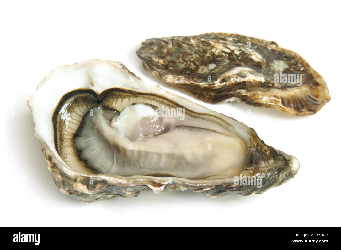 Raw oysters -Fotos und -Bildmaterial in hoher Auflösung – Alamy